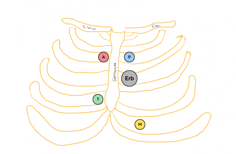 Basics: Auskultation des Herzens – Schlag´s nach!